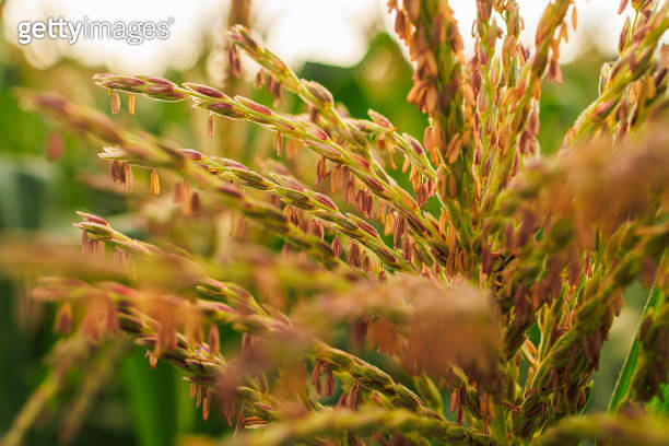 Macro of female inflorescence of corn crops in the field in the ...