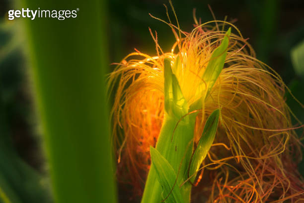 Corn juvenile ear, female inflorescence with long pistils, in the field ...