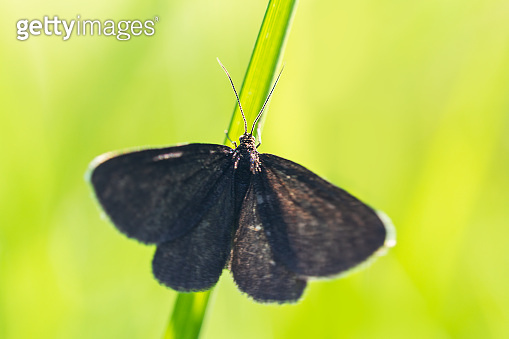 Chimney sweeper, odezia atrata butterfly insect sitting on grass stem ...