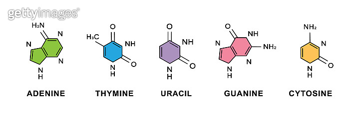 Set of adenine, thymine, guanine, cytosine, uracil chemical formulas ...