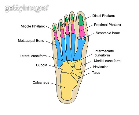 Human foot bones anatomy with descriptions. Educational diagram of ...