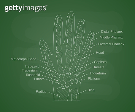 Human hand bones anatomy on a green school board. Human hand diagram ...