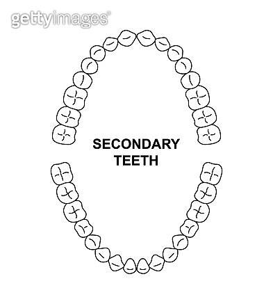 Secondary teeth dentition anatomy. Adult human upper and lower jaw ...