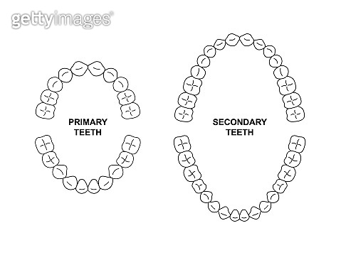 Secondary and primary teeth anatomy. Child and adult jaw illustration ...