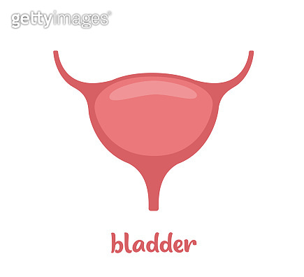 Human bladder, Internal organ of the human body. Anatomy Bladder icon ...