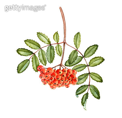 watercolor drawing branch of rowan tree (1412708077) 일러스트, 무료 일러스트 - 게티 ...