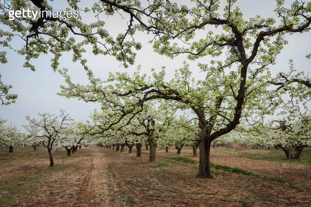 Pear trees in full bloom, pear garden in Beijing, China"n"n 이미지 ...