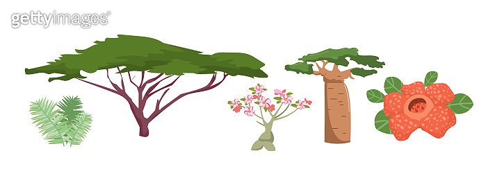 African plants and flora elements set. Exotic trees, baobab, acacia ...