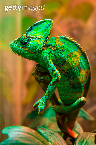 The green chameleon is a family of lizards that can change body color ...