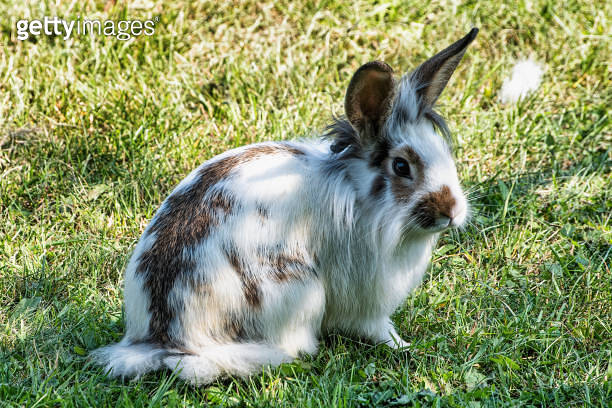 A white rabbit with spots. 이미지 (1415817053) - 게티이미지뱅크