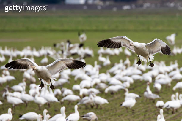 Pair of Snow Geese Landing in Skagit Valley Washington 이미지 (1373190237 ...