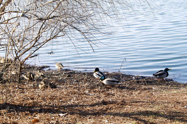 Beautiful landscape nature photo of a family of ducks sitting by the ...