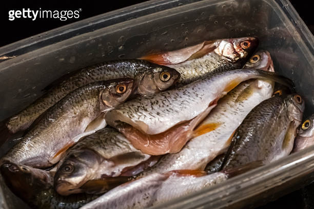 Fresh cleaned fish in a plastic container with focus blur. The concept ...