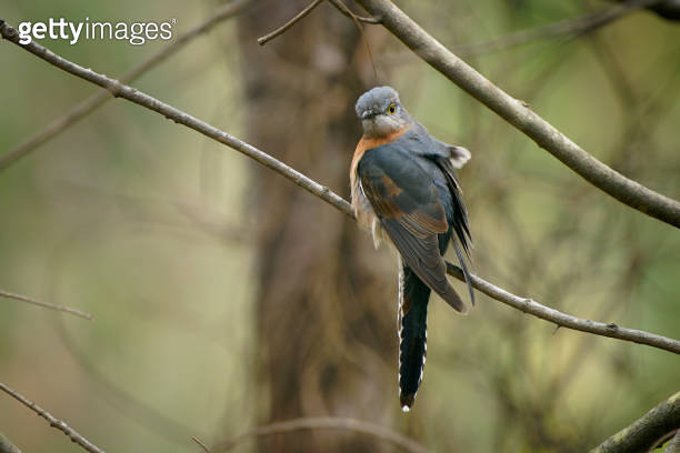 Fan-tailed cuckoo (Cacomantis flabelliformis) a small cuckoo common in ...