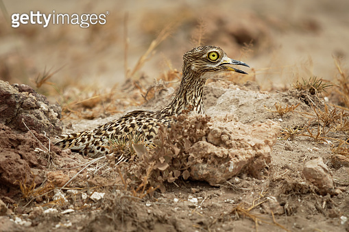 Spotted Thick-knee - Burhinus capensis also known as Spotted dikkop or ...