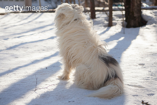 Dog is waiting for owner on street. Dog sits in snow. Lots of white ...