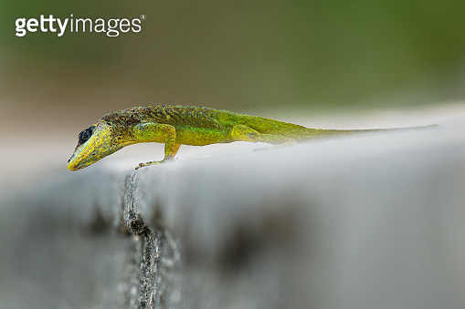 Anolis extremus - Barbados anole lizard native to Barbados, introduced ...