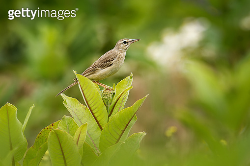Tawny Pipit - Anthus campestris medium-large passerine bird, breeds in ...