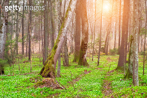 Spring forest landscape with flowering primroses. Beautiful white ...