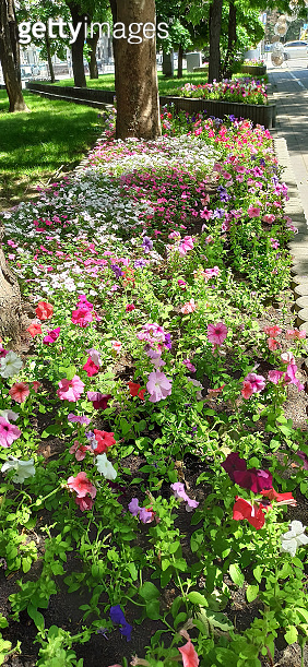 Pink, lavender, light violet, red, burgundy petunias and white pansies ...