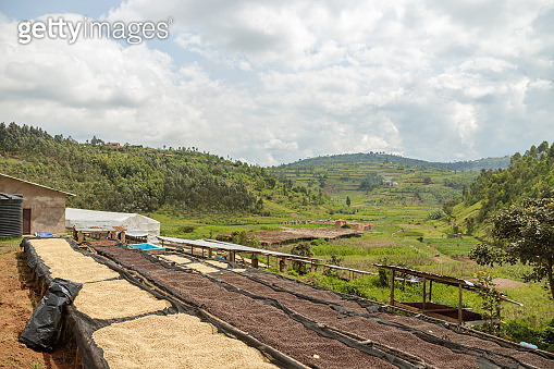 Wooden tables for drying coffee beans at Africa region (1419263983 ...