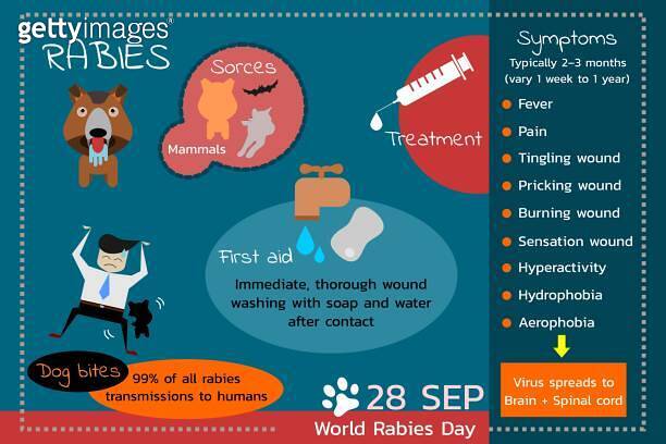 Rabies cartoon infographics , vector illustration (1416827509) - 게티이미지뱅크