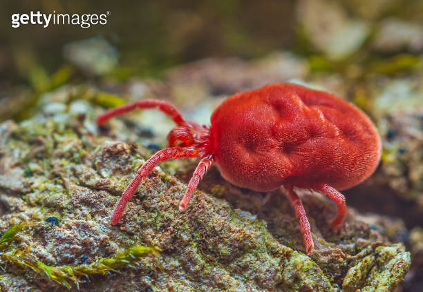 Velvet Mite - Trombidium holosericeum walking on a tree 이미지 (1387249683 ...