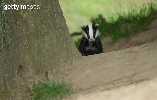 Badger, Scientific name: Meles Meles. Wild, native badger in natural ...