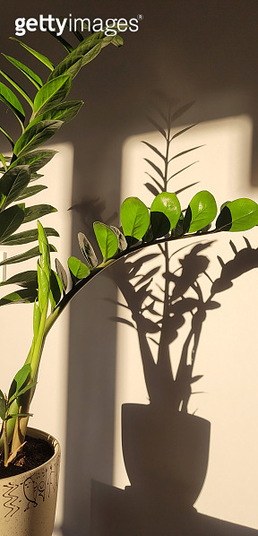 Shadows from flowers on the wall. Zamioculcas Zamiifolia in a flower ...
