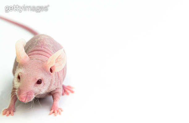 Close-up of immunodeficient hairless nude mouse in laboratory 이미지 ...