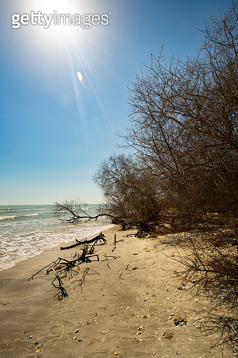 Wild Perisor beach (between Danube Delta and Black Sea) with trees on a ...