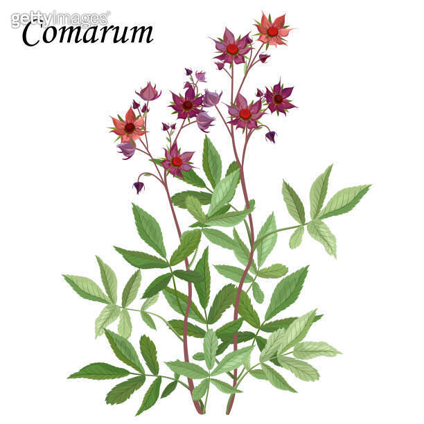 Comarum palustre (Marshlocks, Potentilla). Medicinal plant with leaves ...