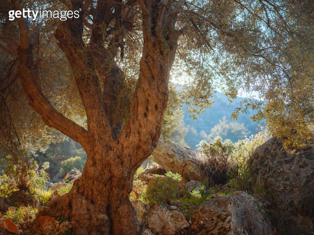 walk in olive grove, Harvest ready to produce extra virgin olive oil ...