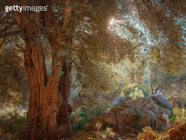 walk in olive grove, Harvest ready to produce extra virgin olive oil ...