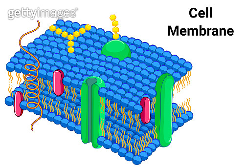 Human cell membrane or plasma membrane structure vector (1419578624 ...