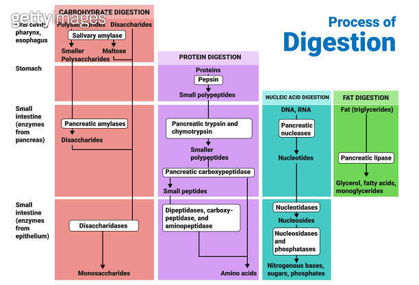 Process of Digestion: Digestion Process in Mouth, Stomach, Intestines ...