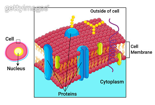 Human cell membrane or plasma membrane structure vector (1419578610 ...