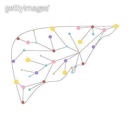 Liver health low poly wireframe. Polygonal anatomic model of human ...