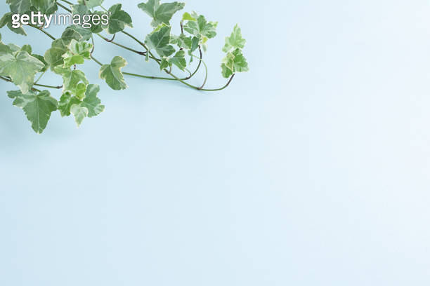 Plant leaves on light blue background 이미지 (1422939298) - 게티이미지뱅크