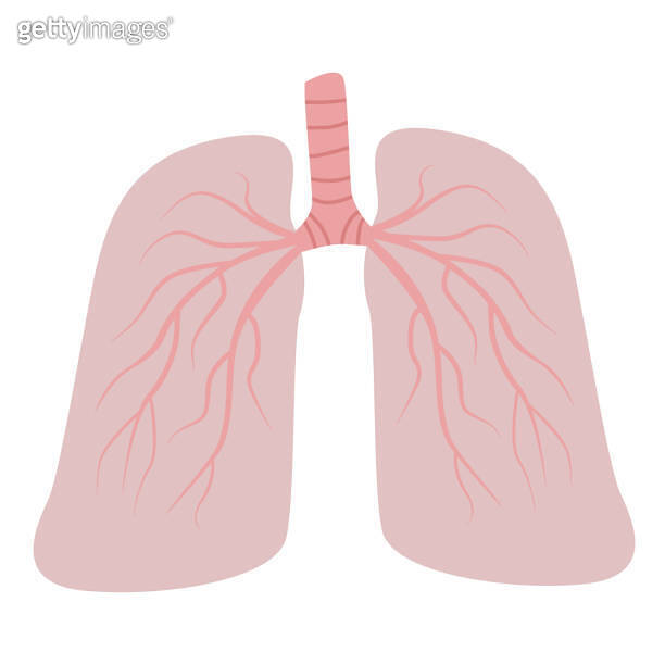 Human lungs simple flat illustration. Healthy human lungs. Pulmonary ...