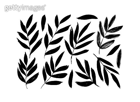 Olive branches with long leaves vector collection. (1367291537) 일러스트 ...