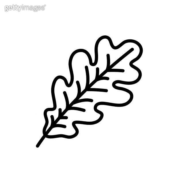 black line oak leaf on white background, thick black outline, fall ...