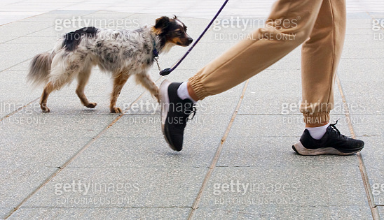 Young person walking with dog on the sidewalk. 이미지 (1370122340) - 게티이미지뱅크