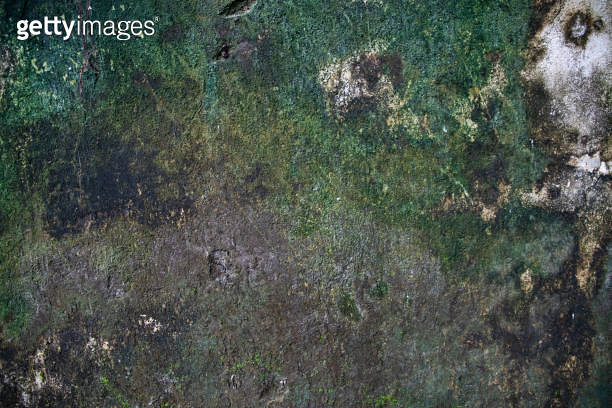 Fungi Green Moss Texture abstract background concrete wall. Rusty ...