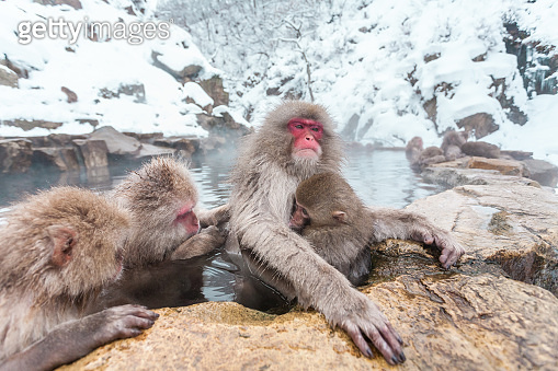 Group of snow monkeys sleeping in a hot spring, Japan. (1366798206 ...