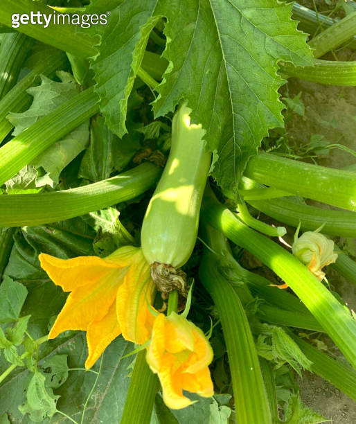 Zucchini plant close-up, vegetable marrow with flowers and fruits ...