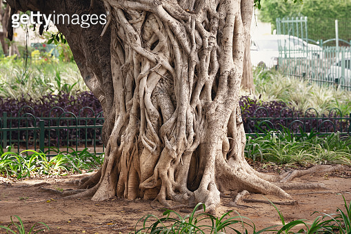 Strange Banyan or ficus tree trunk growing on israeli street ...