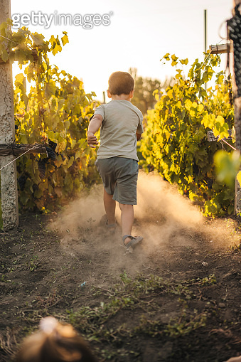 Back view boy running in a beautiful summer vine yard at daytime. Back ...