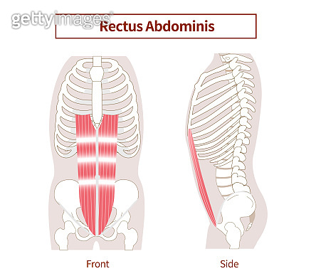 Rectus Abdominis Muscles Illustration of Abdominal Muscle Groups ...