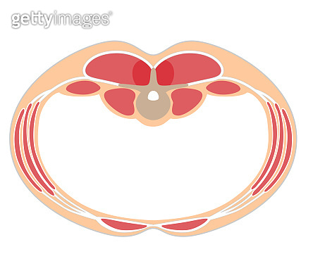 Illustration of abdominal cross-sectional view Overlapping positions of ...